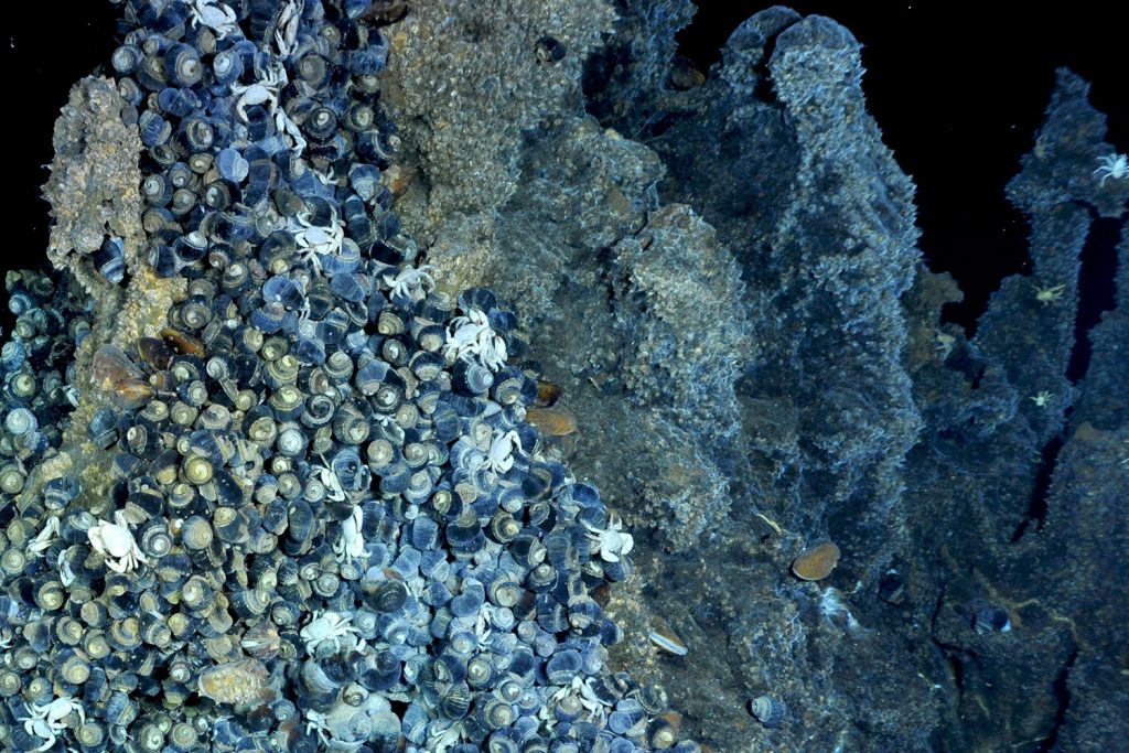 1 The New Hydrothermal Vent Ecosystem Adapted From Van